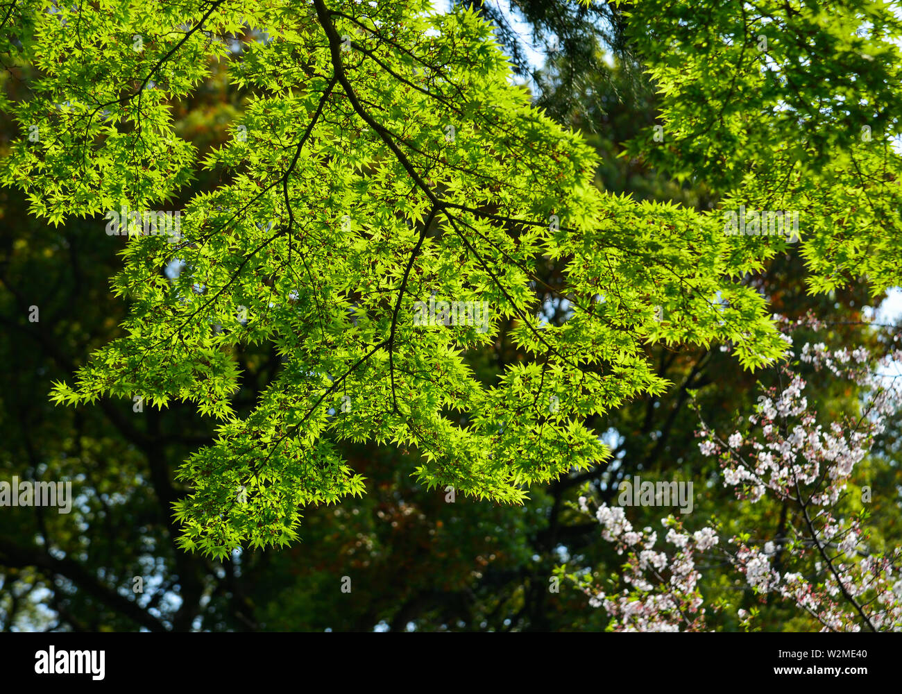 Green maple leaves on the tree at sunny day Stock Photo - Alamy