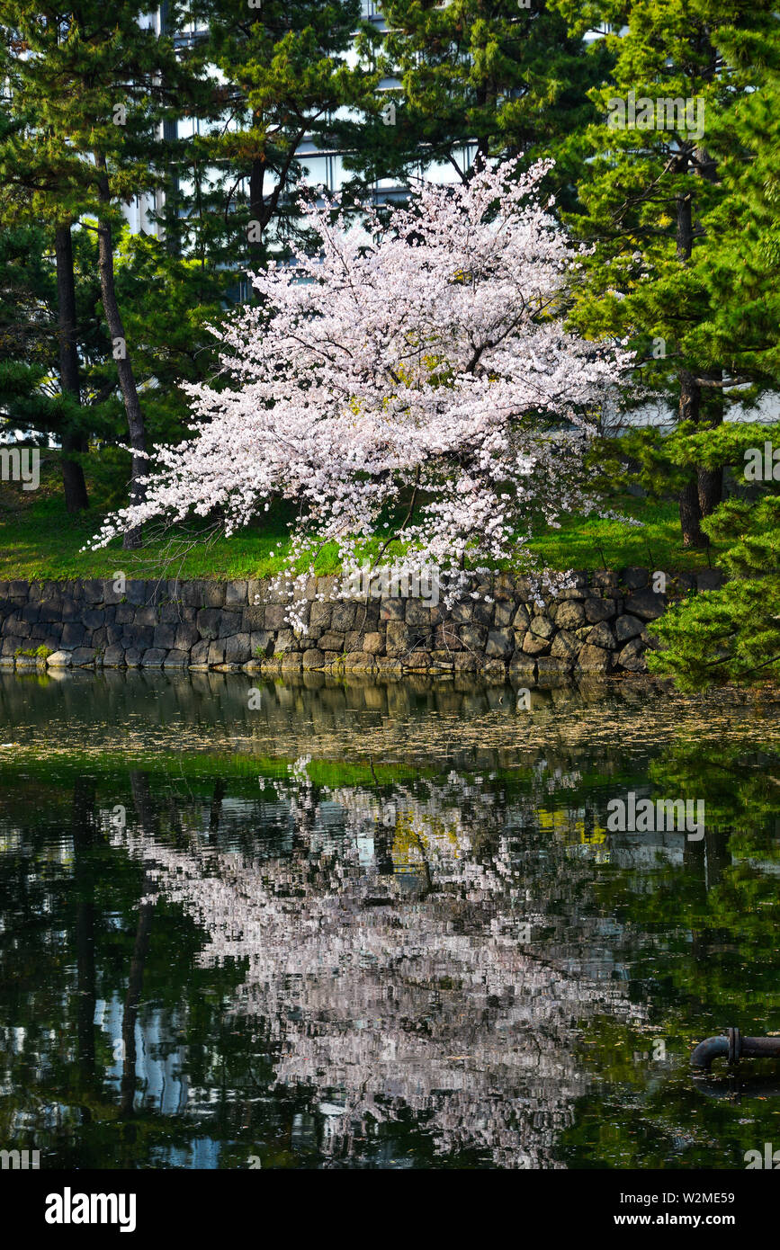 Cherry blossom (hanami) in Kyoto, Japan. Cherry blossom festivals are ...