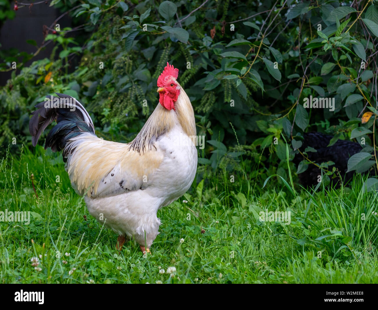 White adult rooster with a beautiful black tail in the yard on green ...