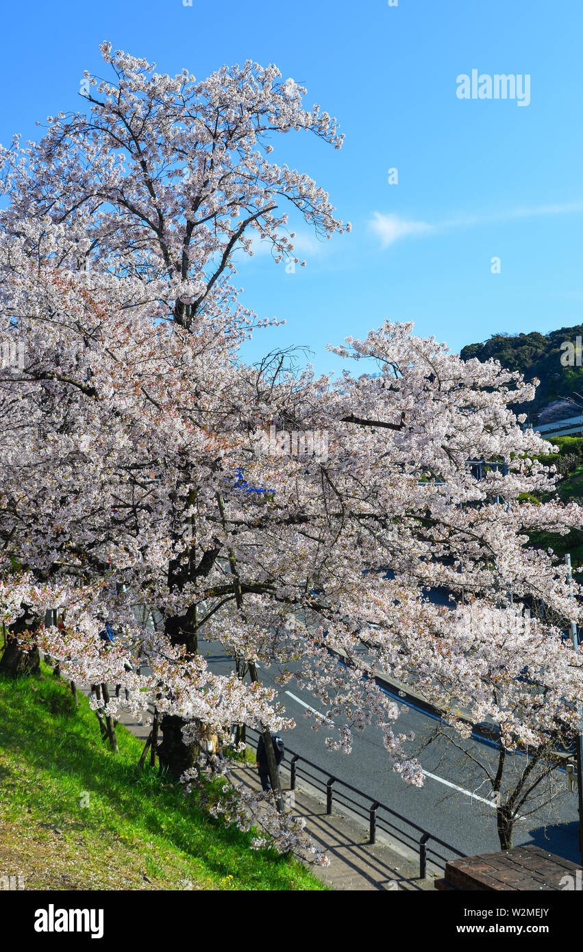 Cherry blossom (hanami) in Kyoto, Japan. Cherry blossom festivals are ...