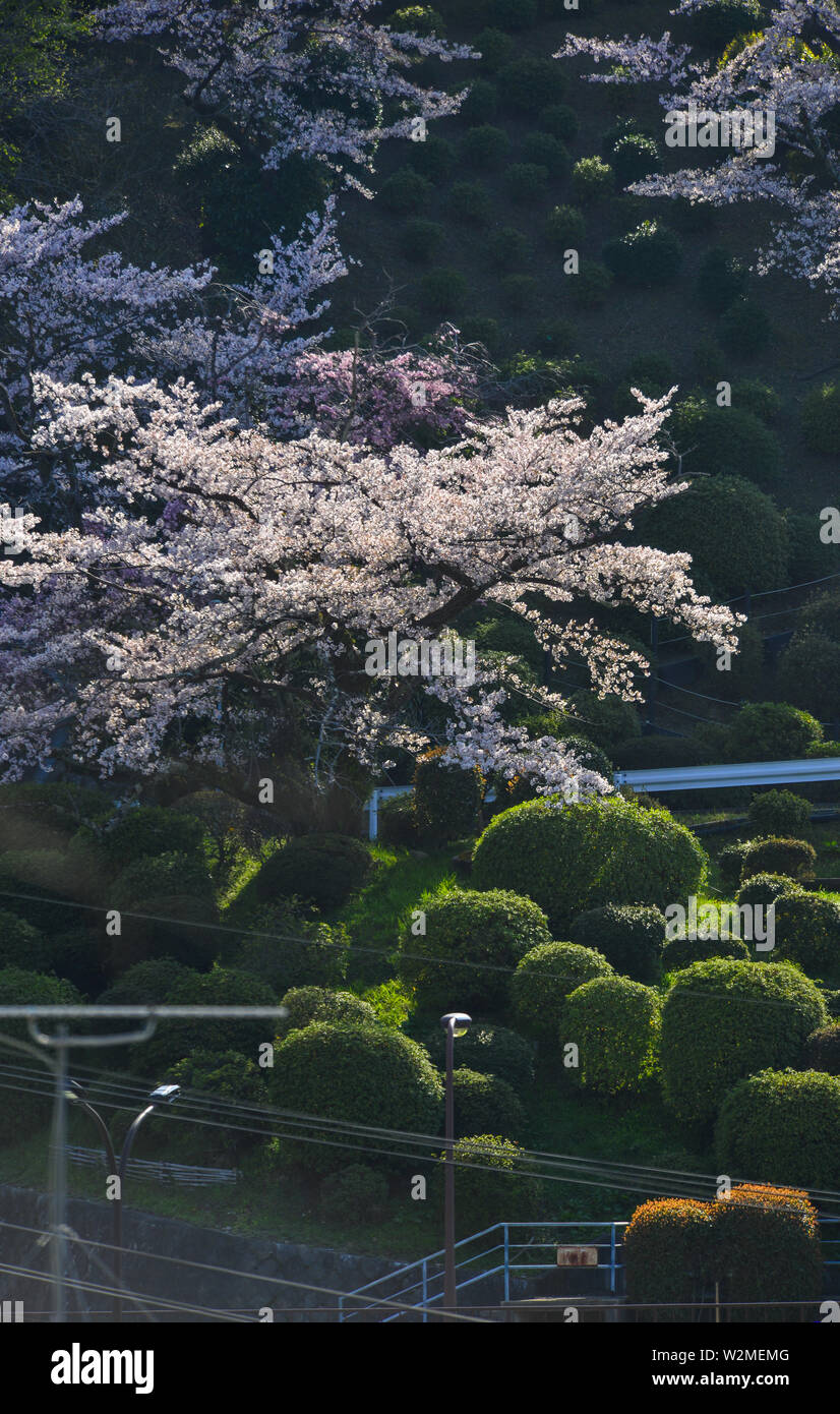 Cherry blossom (hanami) in Kyoto, Japan. Cherry blossom festivals are ...