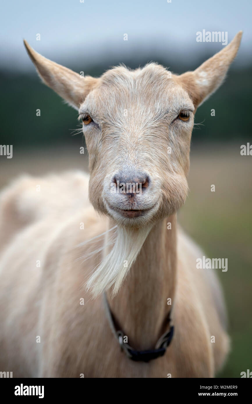Goat with big bulging cheeks, smiling to the camera Stock Photo - Alamy