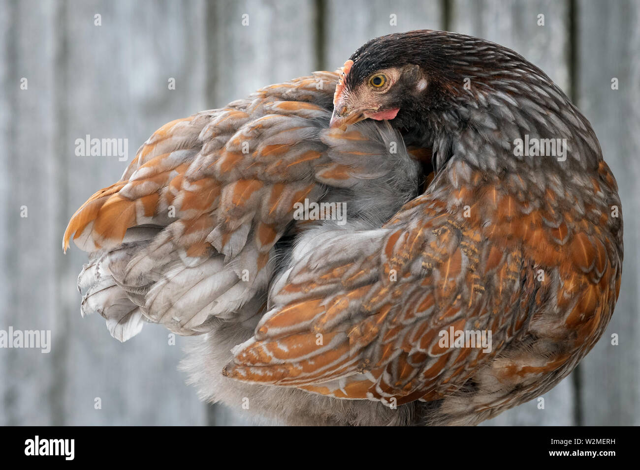 Beautiful brown hen combs and fix her feathers Stock Photo - Alamy