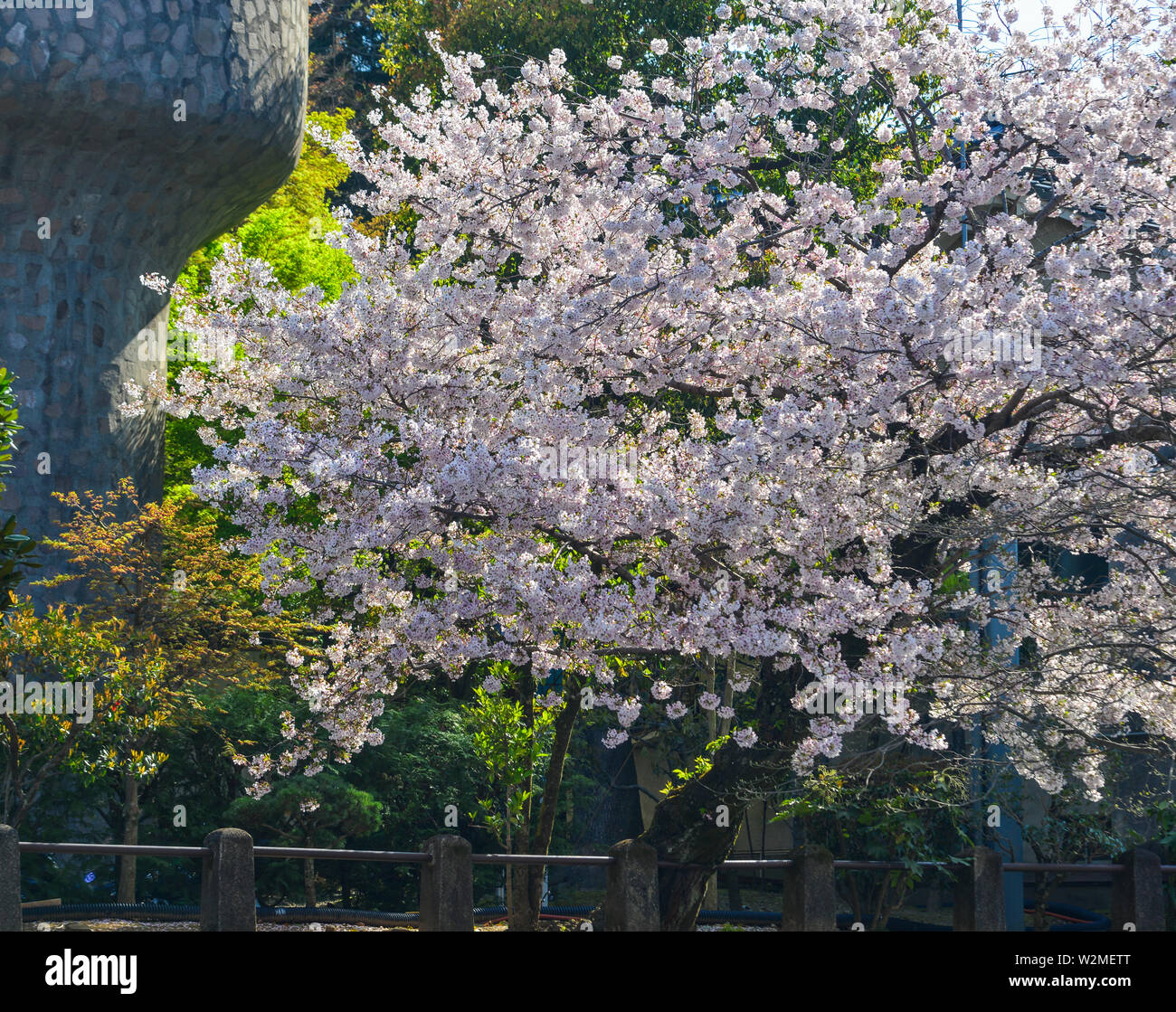 Cherry blossom (hanami) in Kyoto, Japan. Cherry blossom festivals are ...