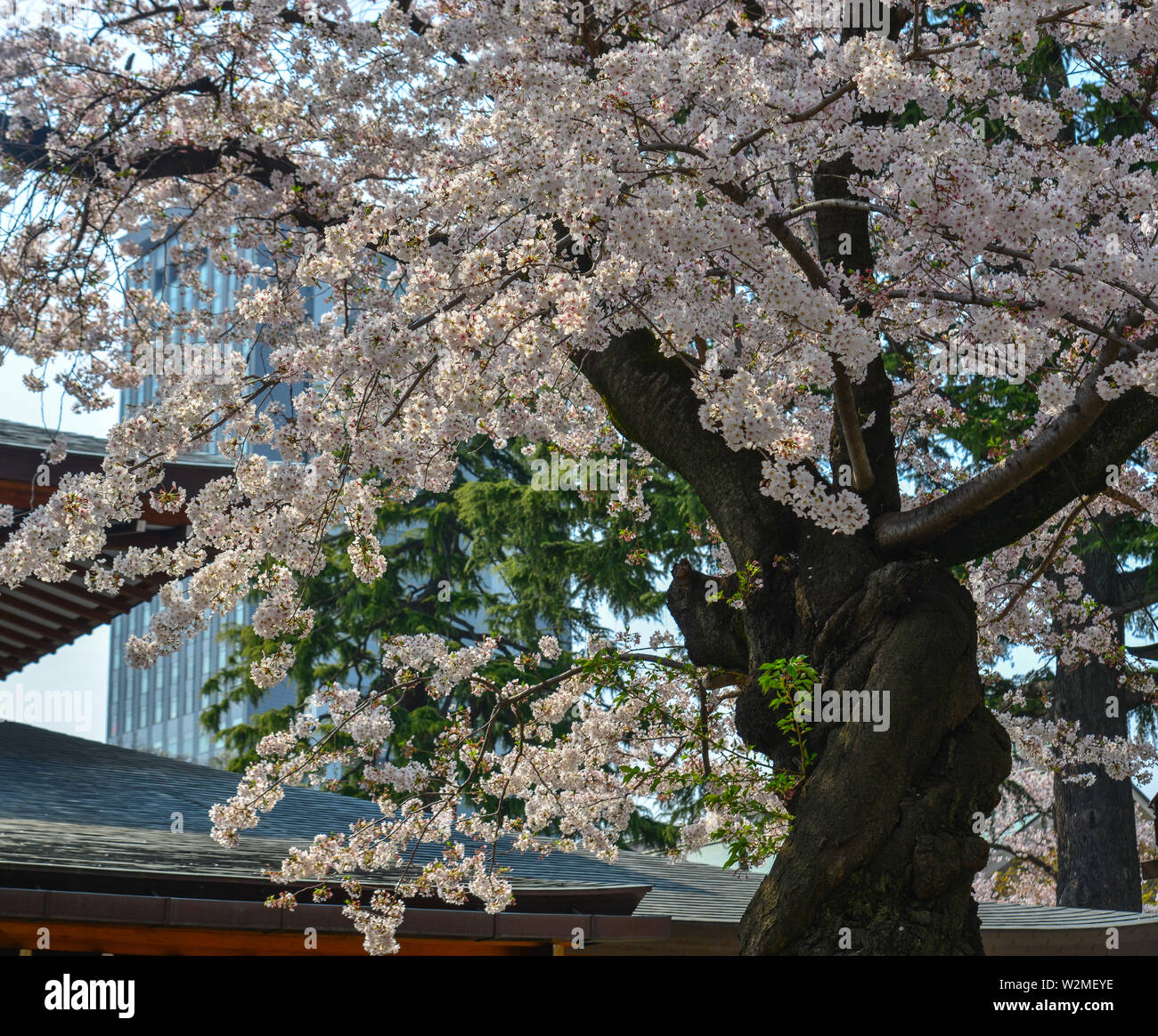 Cherry blossom (hanami) in Kyoto, Japan. Cherry blossom festivals are ...