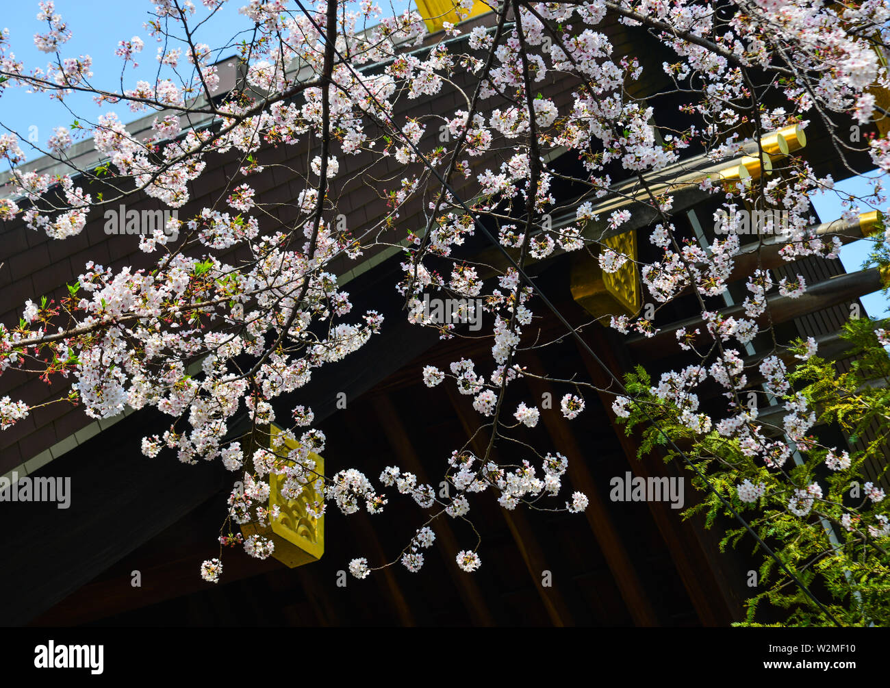 Cherry blossom (hanami) in Kyoto, Japan. Cherry blossom festivals are ...