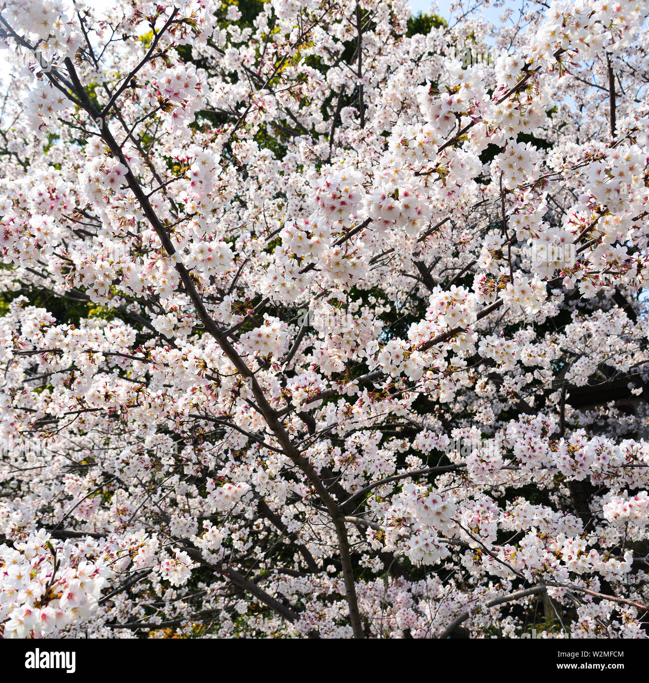 Cherry blossom (hanami) in Kyoto, Japan. Cherry blossom festivals are ...