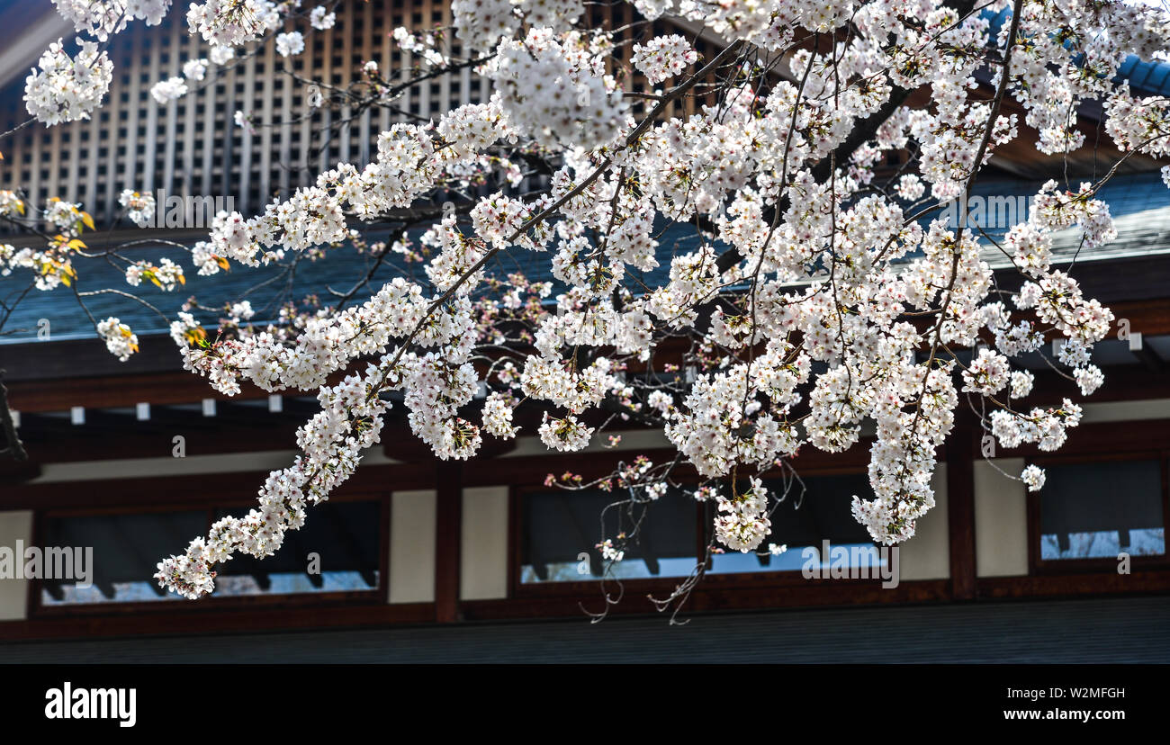 Cherry blossom (hanami) in Kyoto, Japan. Cherry blossom festivals are ...