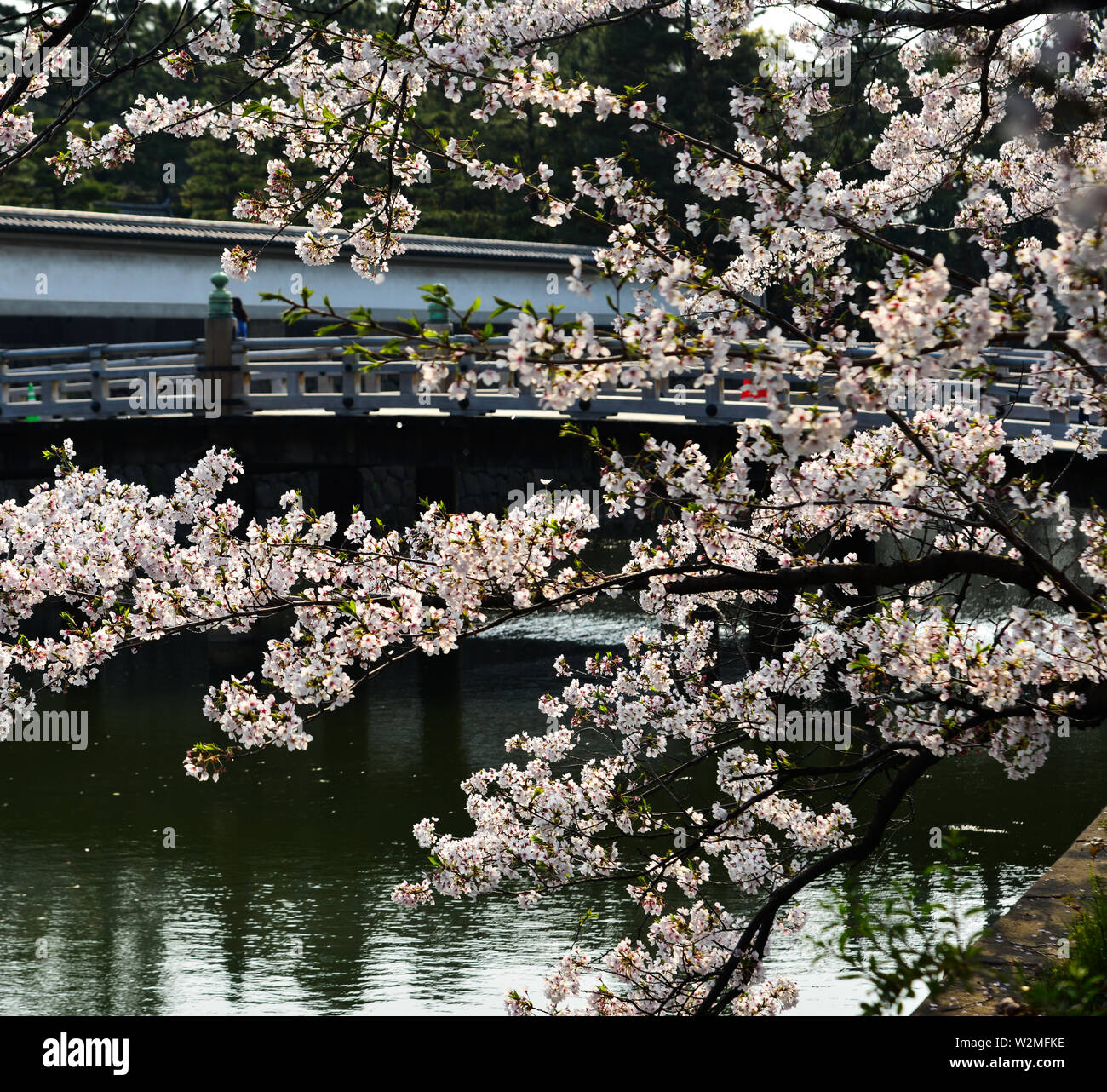 Cherry blossom (hanami) in Kyoto, Japan. Cherry blossom festivals are ...