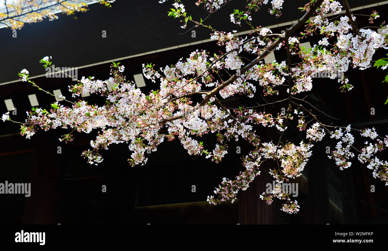 Cherry blossom (hanami) in Kyoto, Japan. Cherry blossom festivals are ...