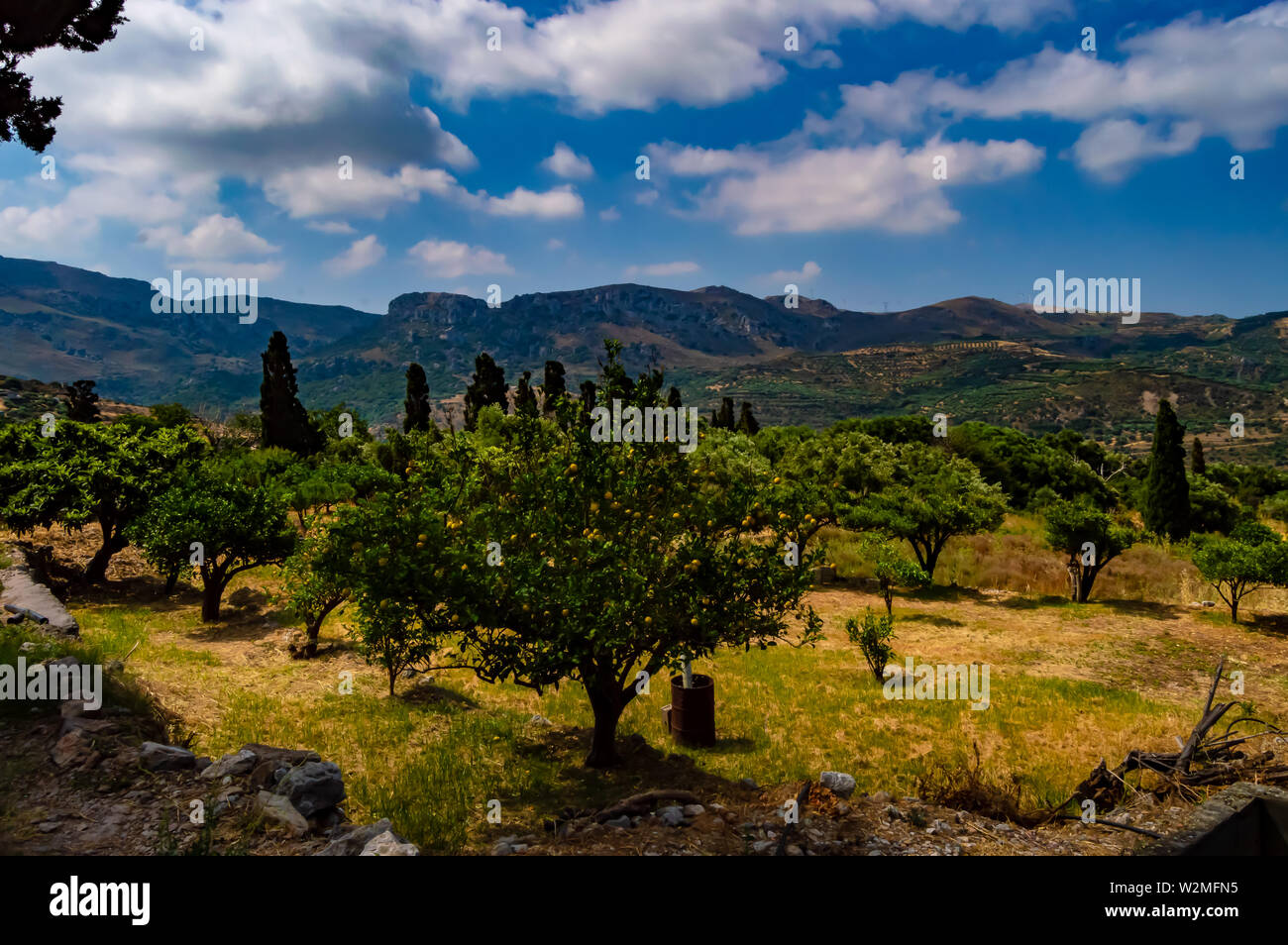 Lemon trees facing the mountains of Crete island in Greece Stock Photo ...