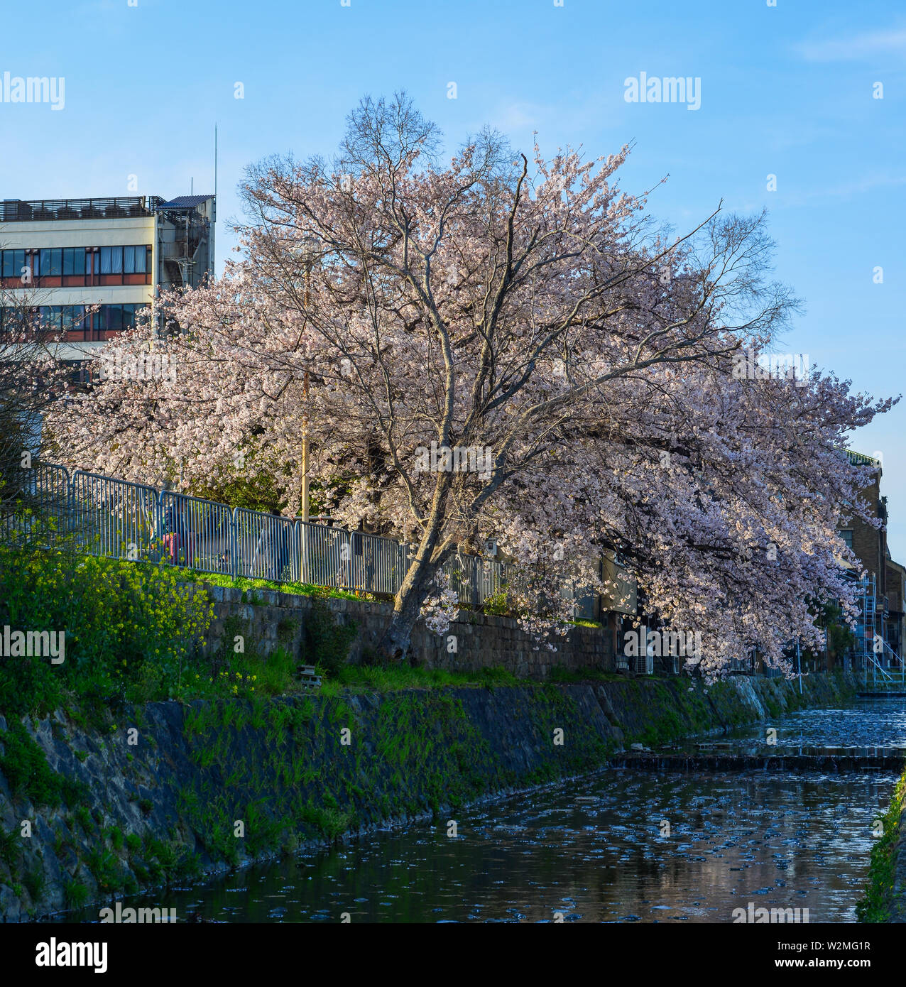 Cherry blossom (hanami) in Kyoto, Japan. Cherry blossom festivals are ...