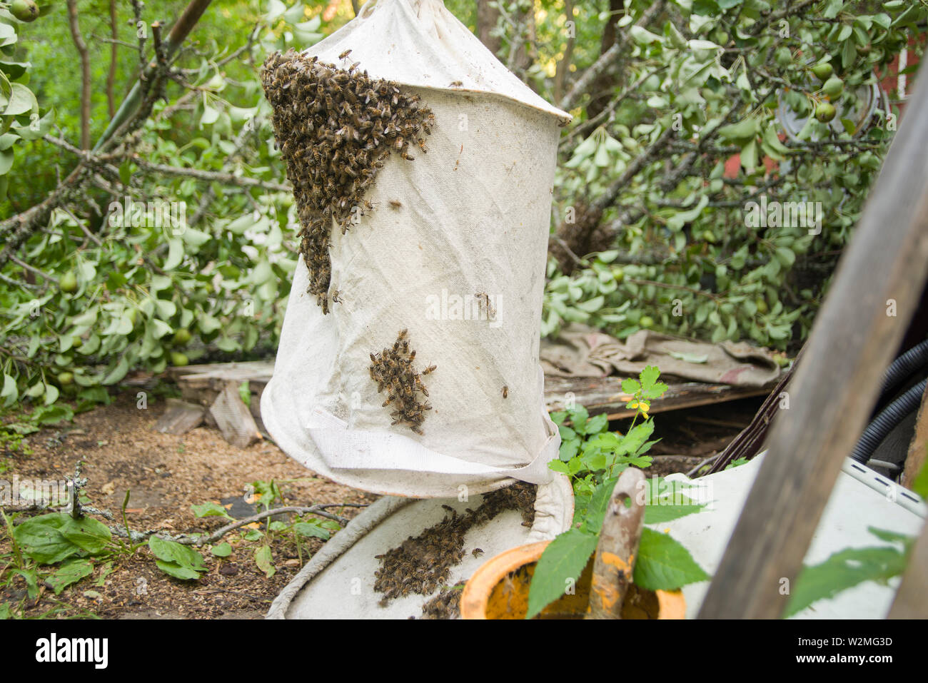 The swarm catching bag full of bees placed on the ground in a garden ...