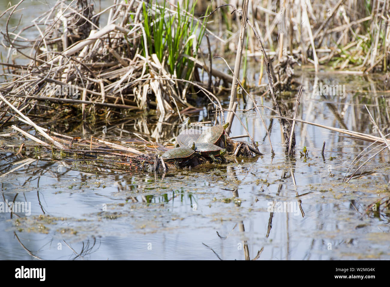 Midwest painted turtle hi-res stock photography and images - Alamy
