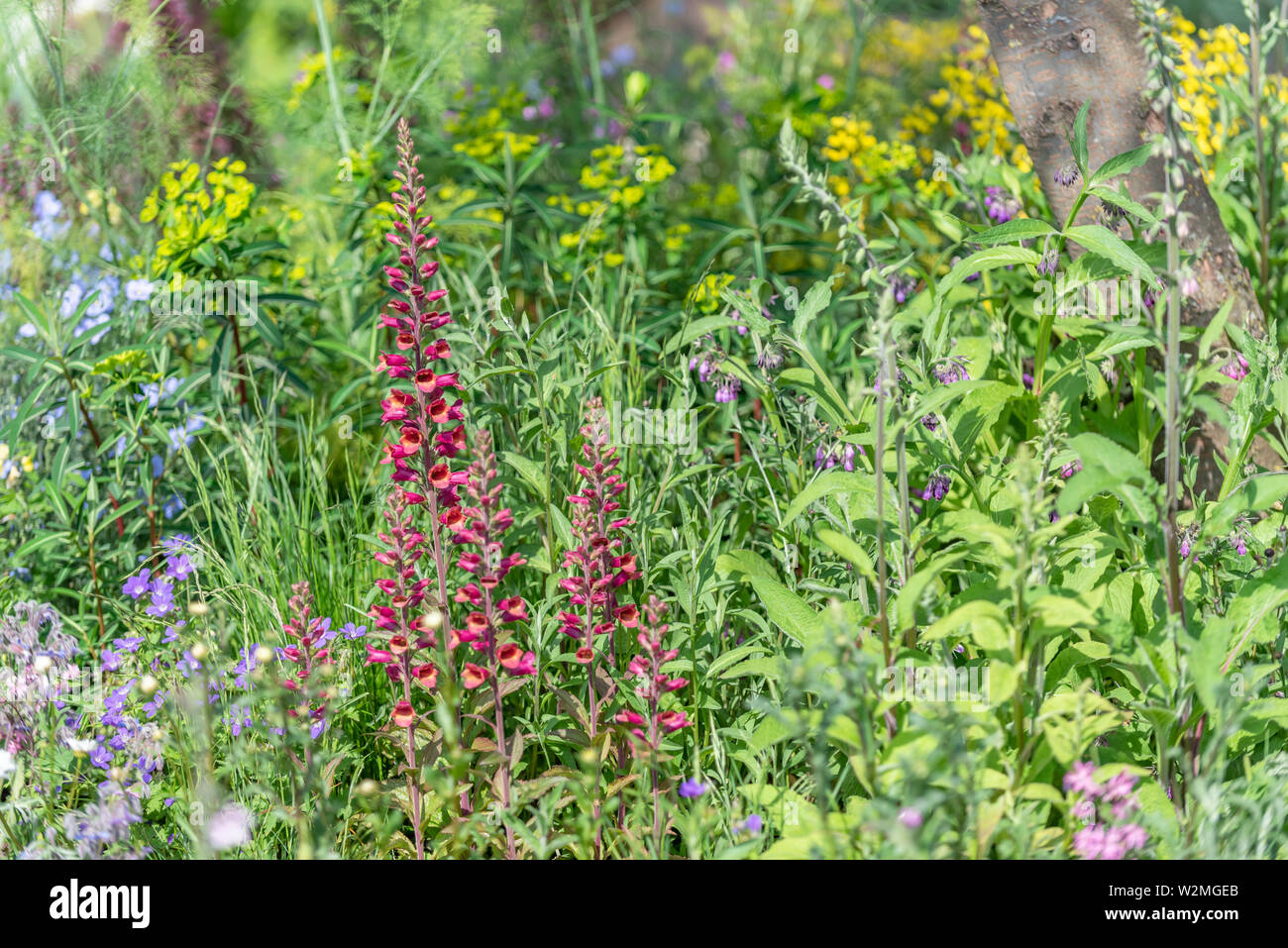 Red Foxgloves in a garden border Stock Photo - Alamy