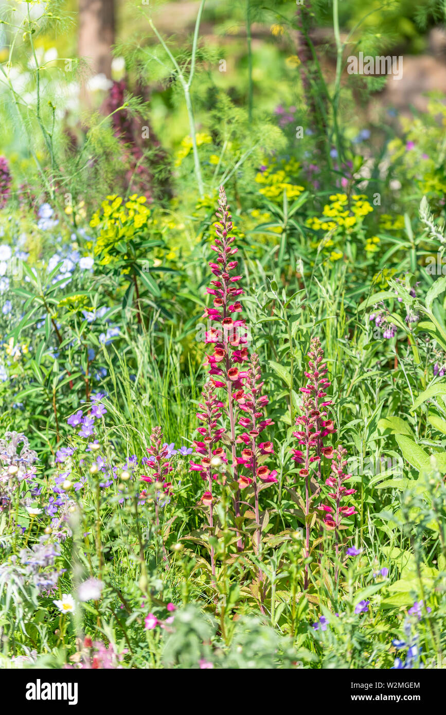Red Foxgloves in a garden border Stock Photo - Alamy
