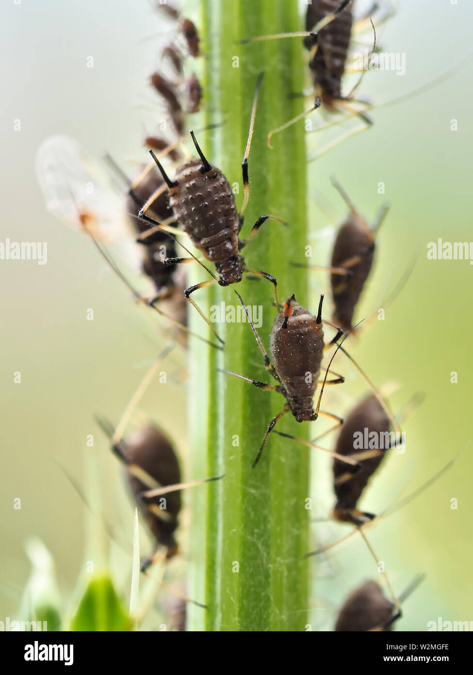 Black aphids hi-res stock photography and images - Alamy