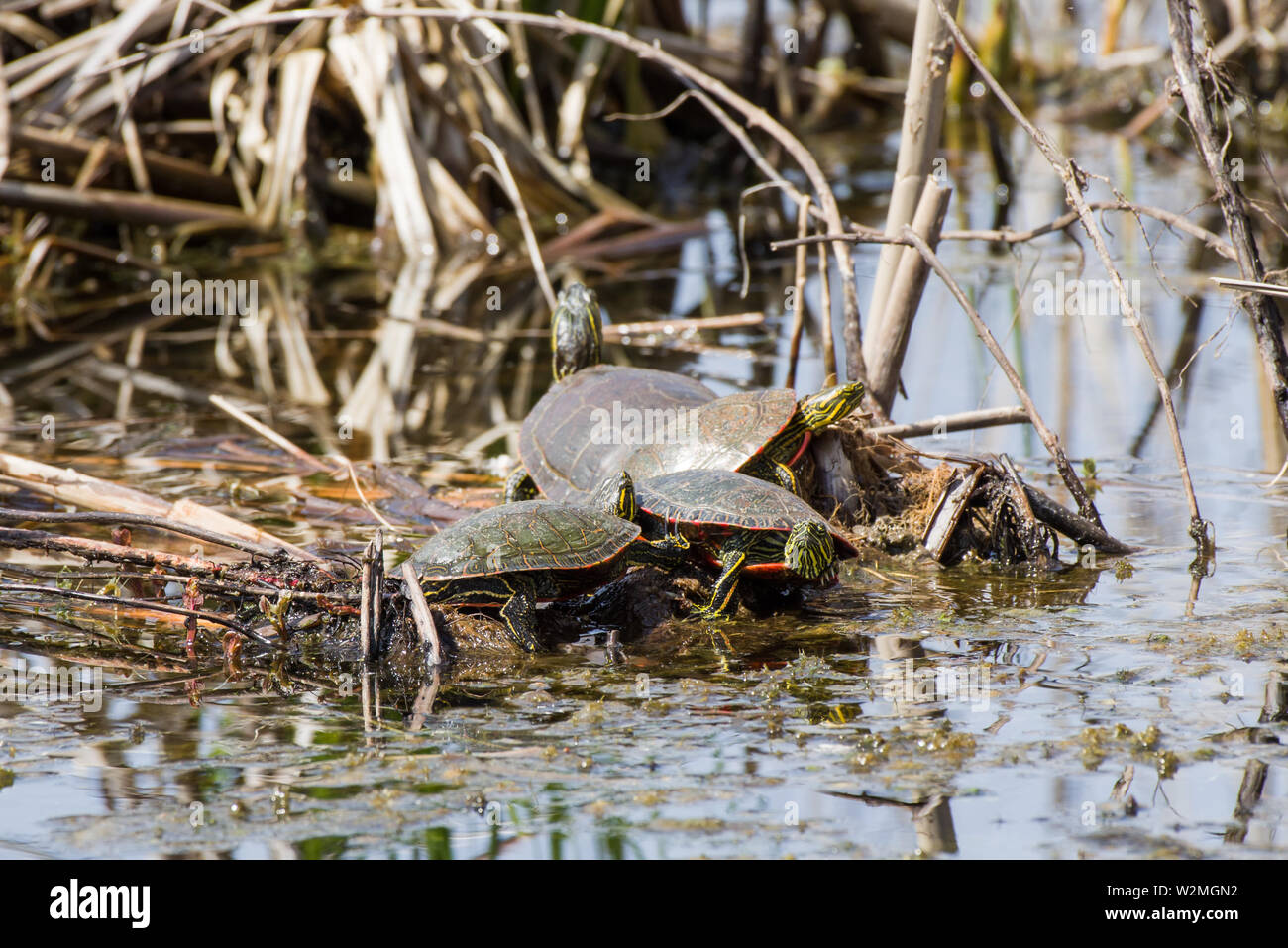 Midwest painted turtle hi-res stock photography and images - Alamy