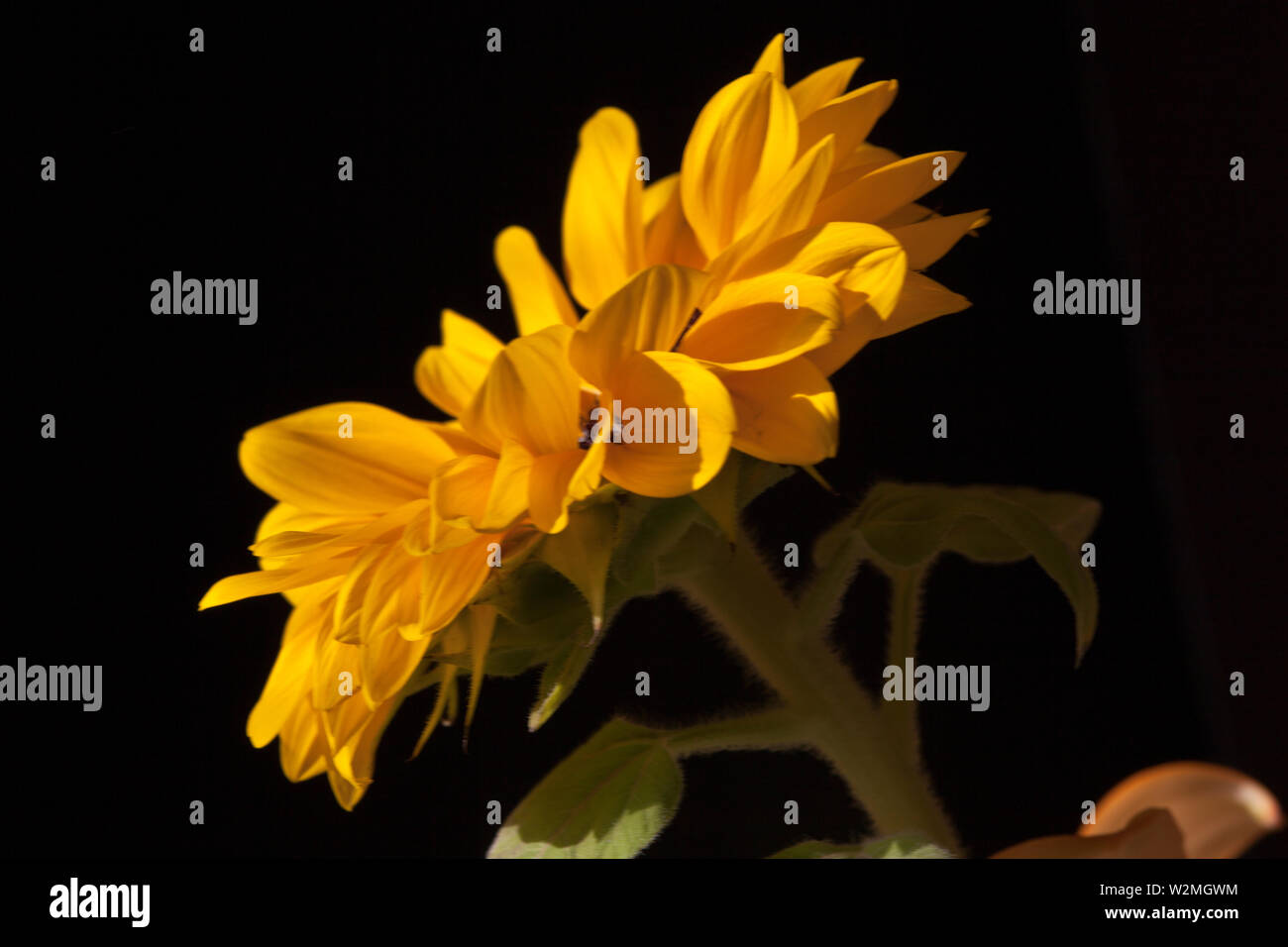 Helianthus annuus root hi-res stock photography and images - Alamy