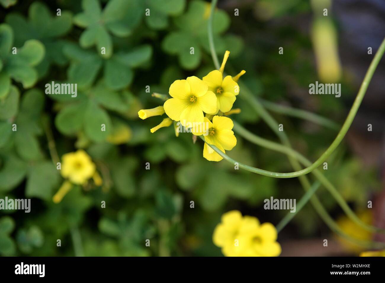 Yellow flowers blooming Stock Photo - Alamy