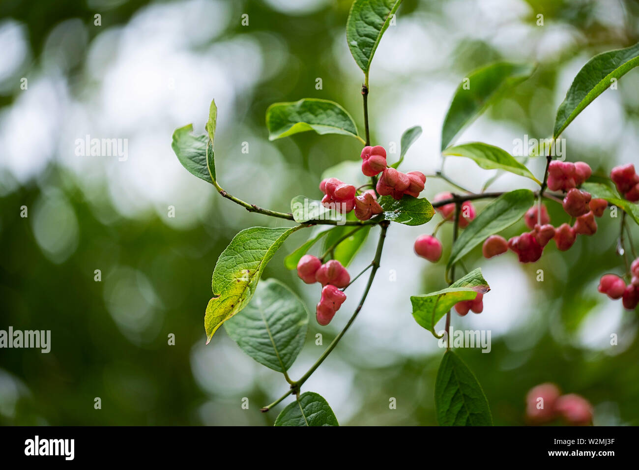 Common spindle fruits euonymus europaeus hi-res stock photography and ...
