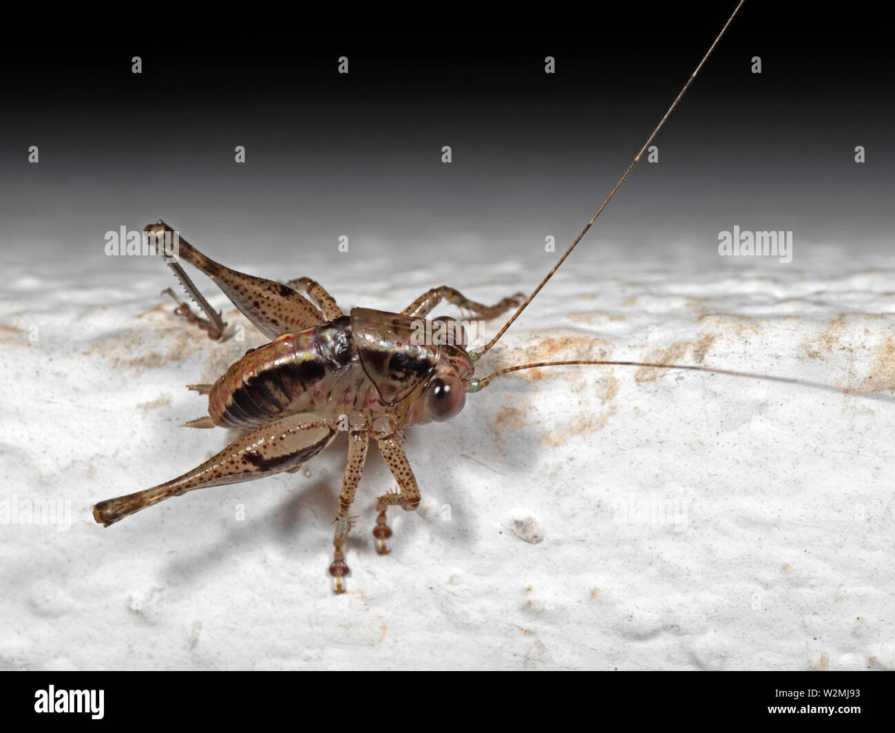 Macro Photography of Brown Cricket Insect on White Floor Stock Photo ...