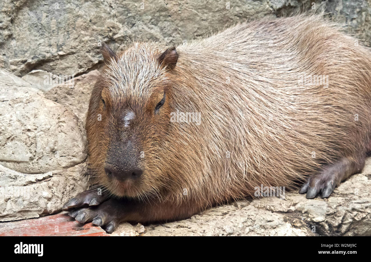 Closeup Capybara Lie Down on The Ground Stock Photo - Alamy