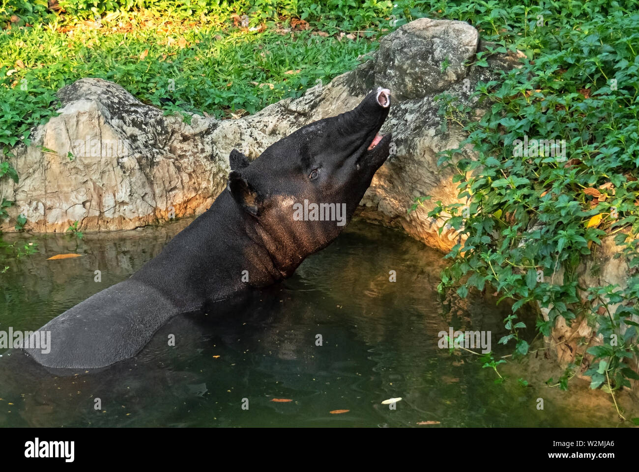 Closeup Tapir in The Pond on The Nature with Sunlight Stock Photo - Alamy