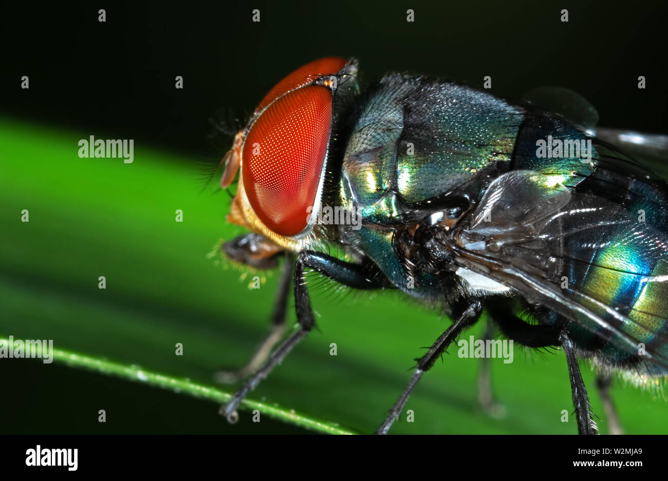 Macro Photography of Blow Fly on Green Leaf Isolated on Background ...