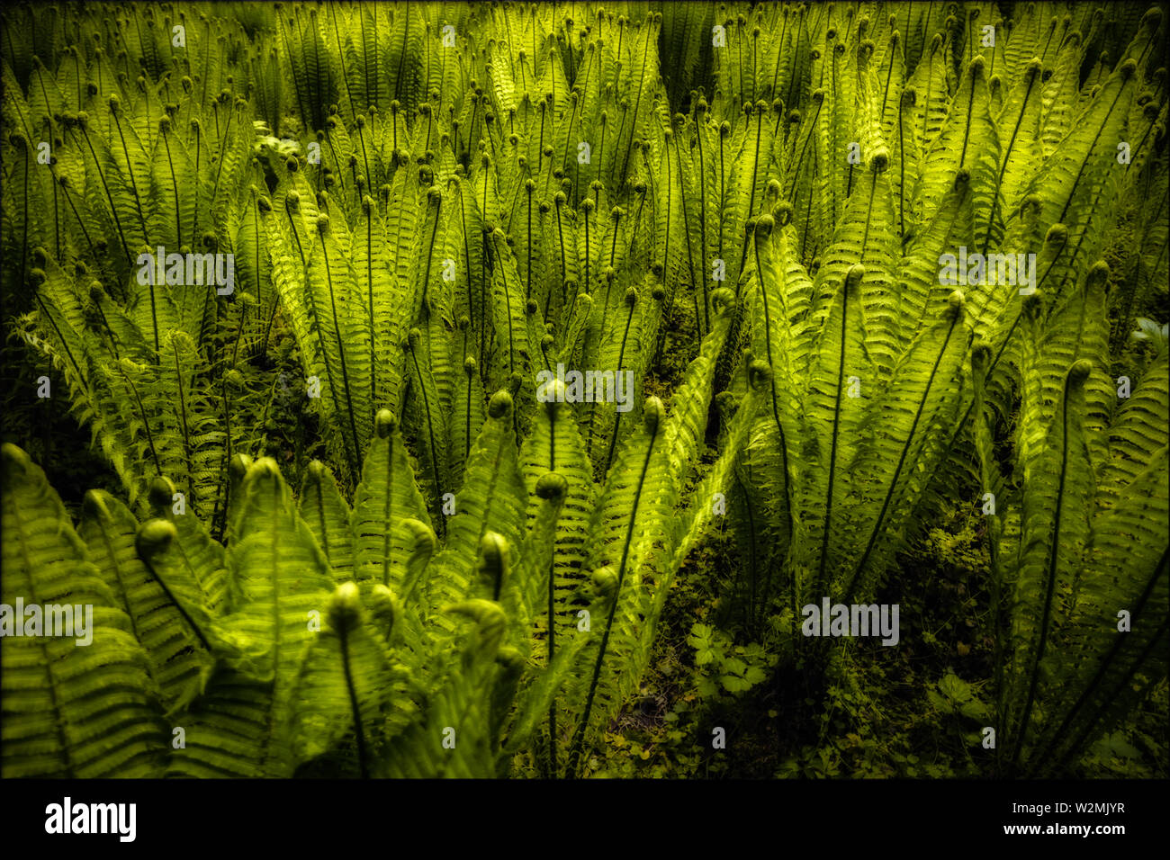 Sprouting fern hi-res stock photography and images - Alamy
