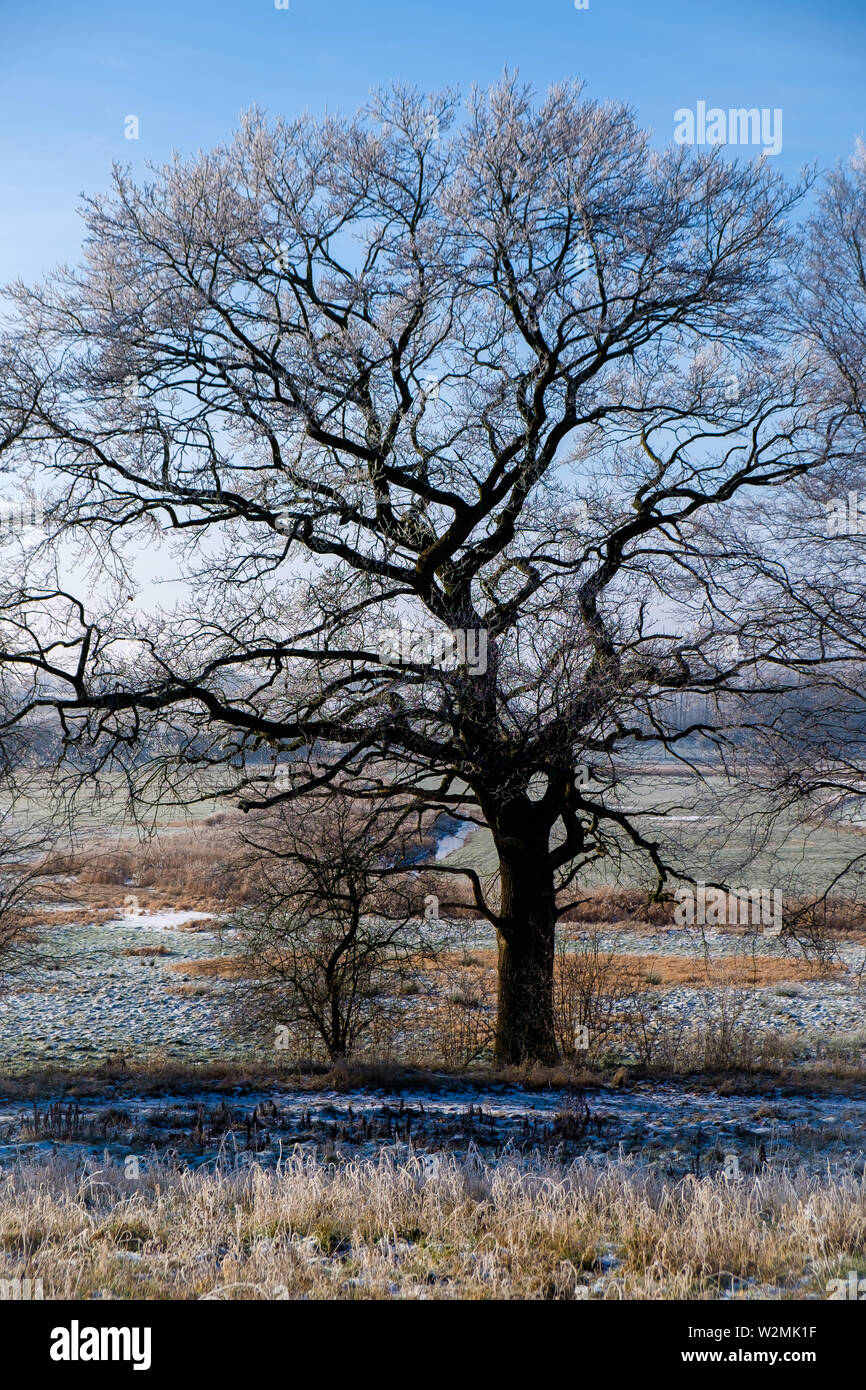 Bald tree with impressive crown in winter landscape on sunny day Stock ...