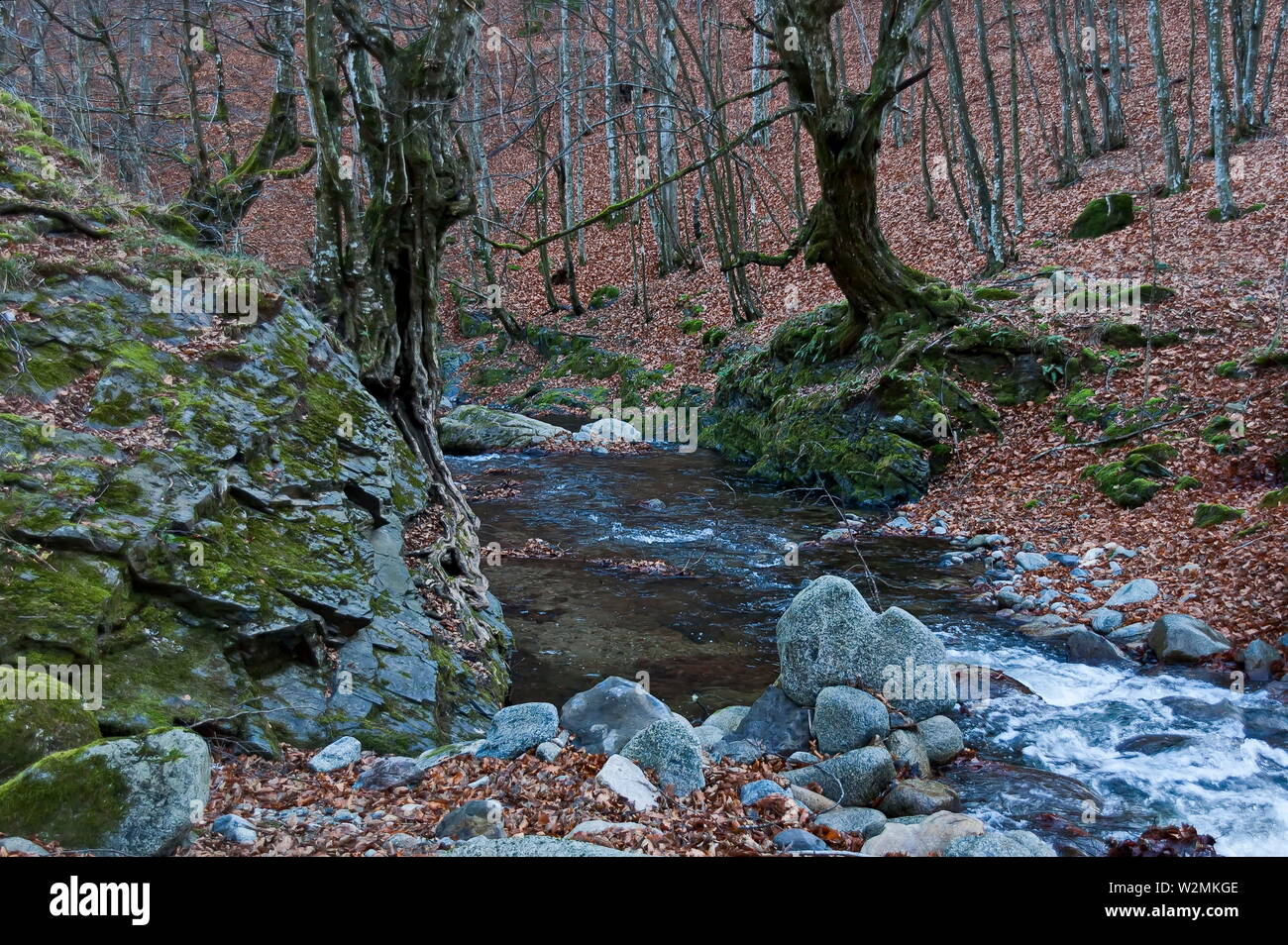 Magnificent landscape with mountain river Vit flowing in the autumn ...