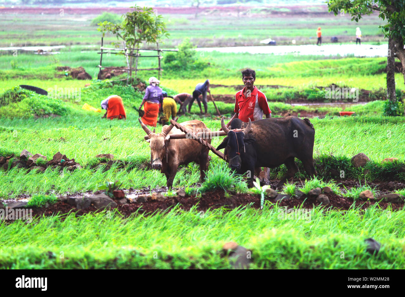 Indian farmer working in farm with his ox Stock Photo - Alamy