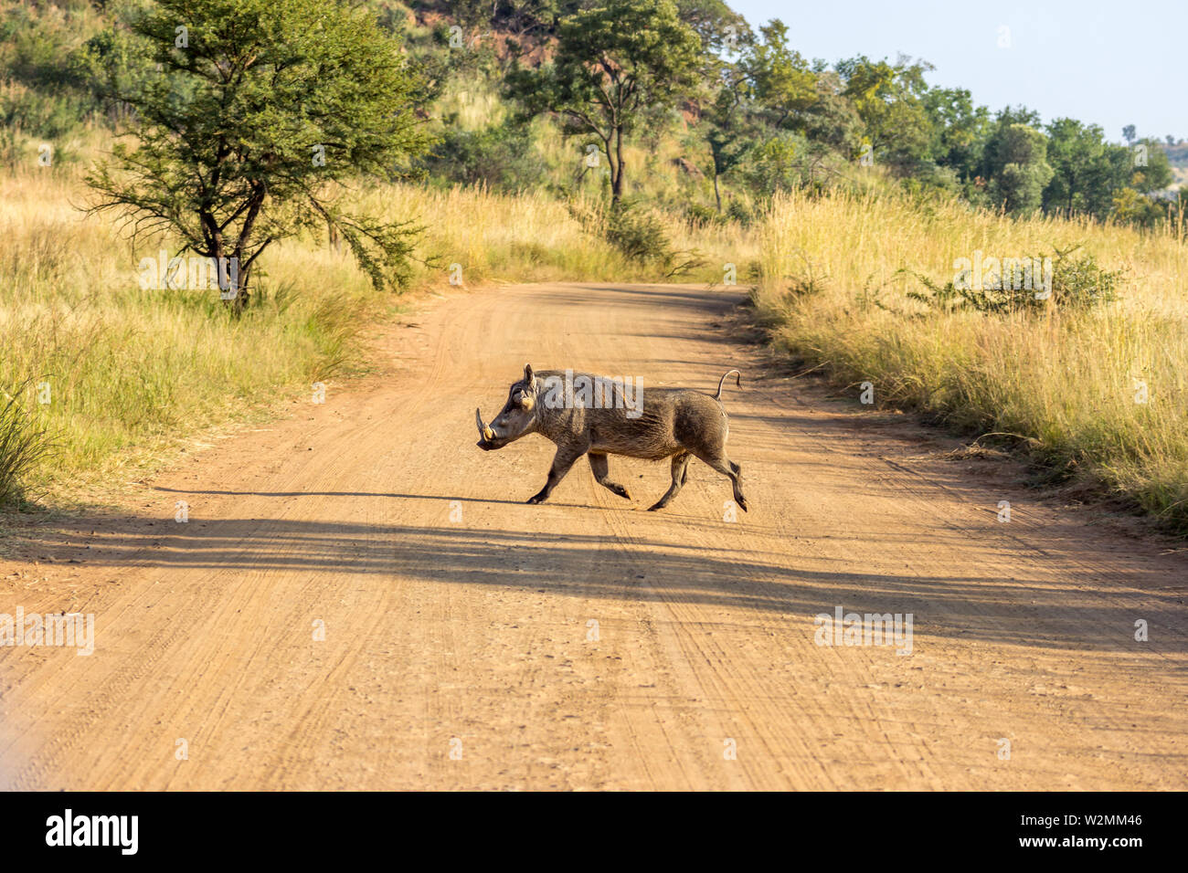 Warthog running hi-res stock photography and images - Alamy