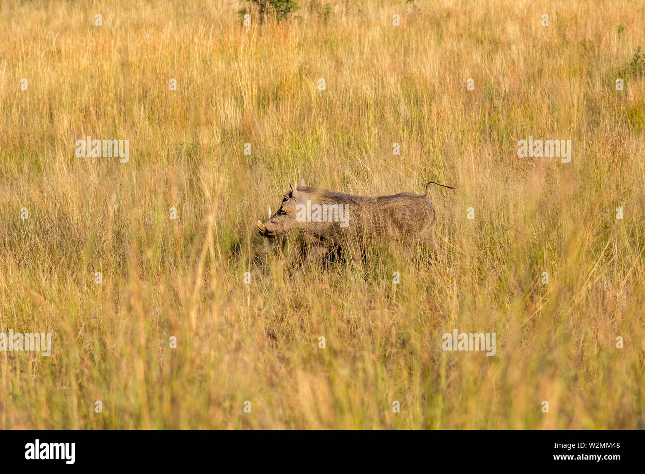 common Warthog running in the long grass Stock Photo - Alamy