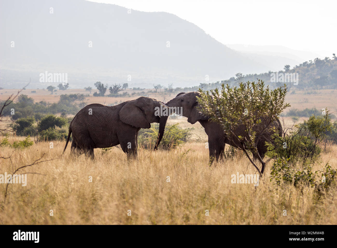Elephant fighting hi-res stock photography and images - Alamy