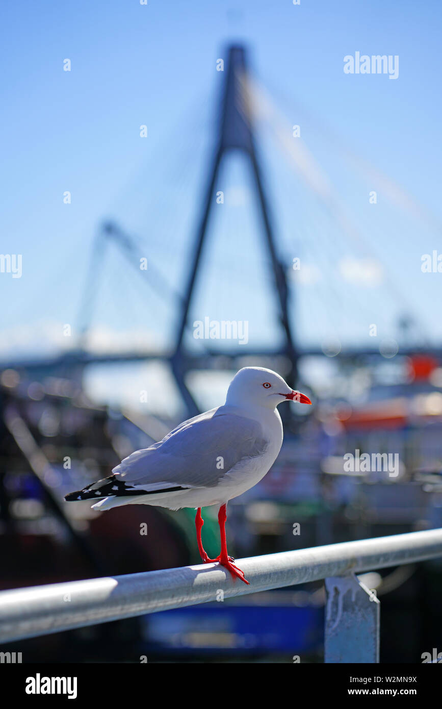 A wild Australian seagull bird with red beak and feet in the Sydney ...