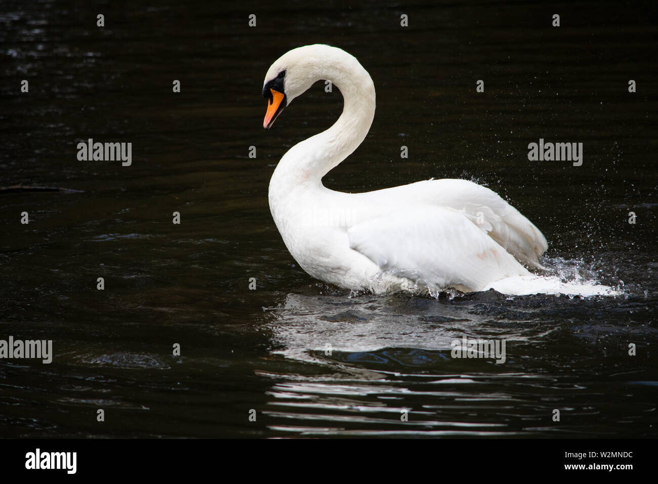 Swan full body shot hi-res stock photography and images - Alamy