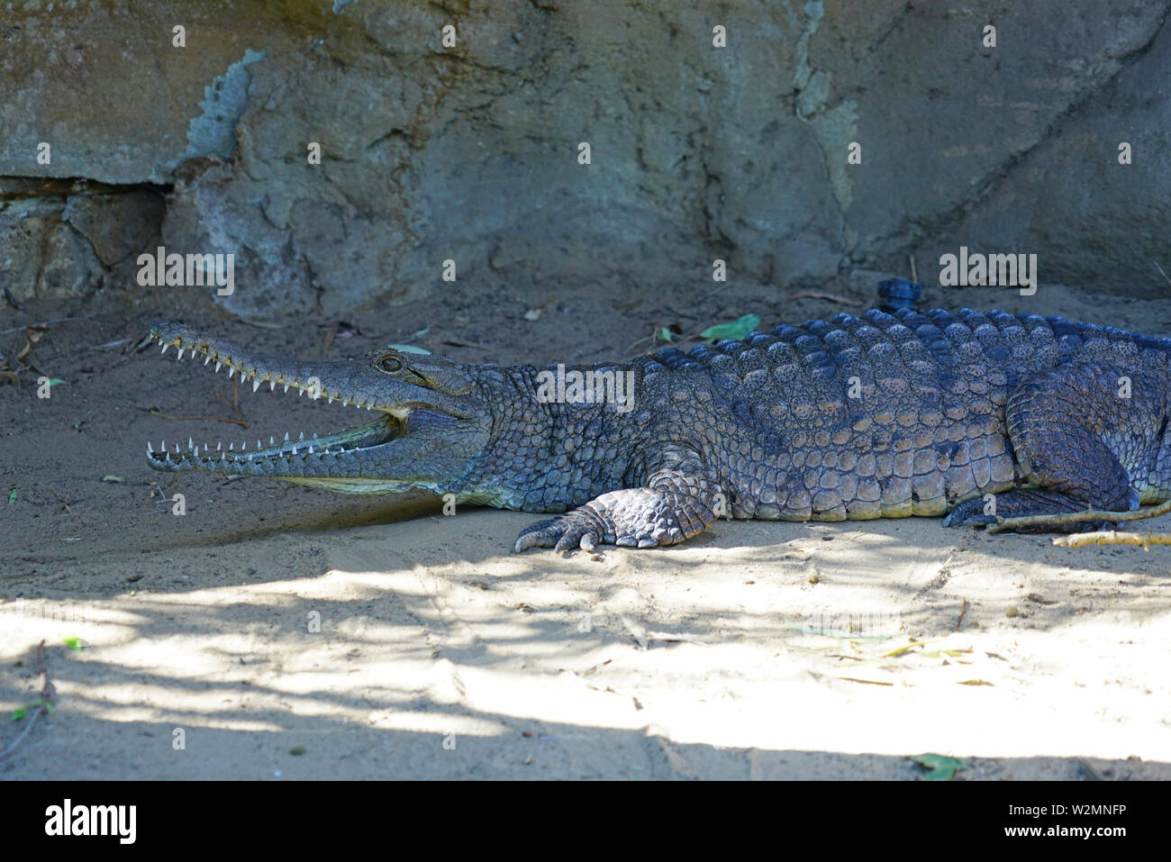 A crocodile in a zoo in Australia Stock Photo - Alamy