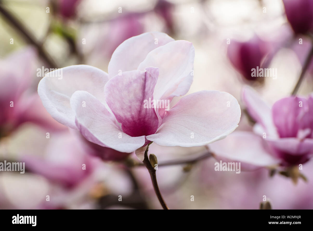 Magnolia spring flowers Stock Photo - Alamy
