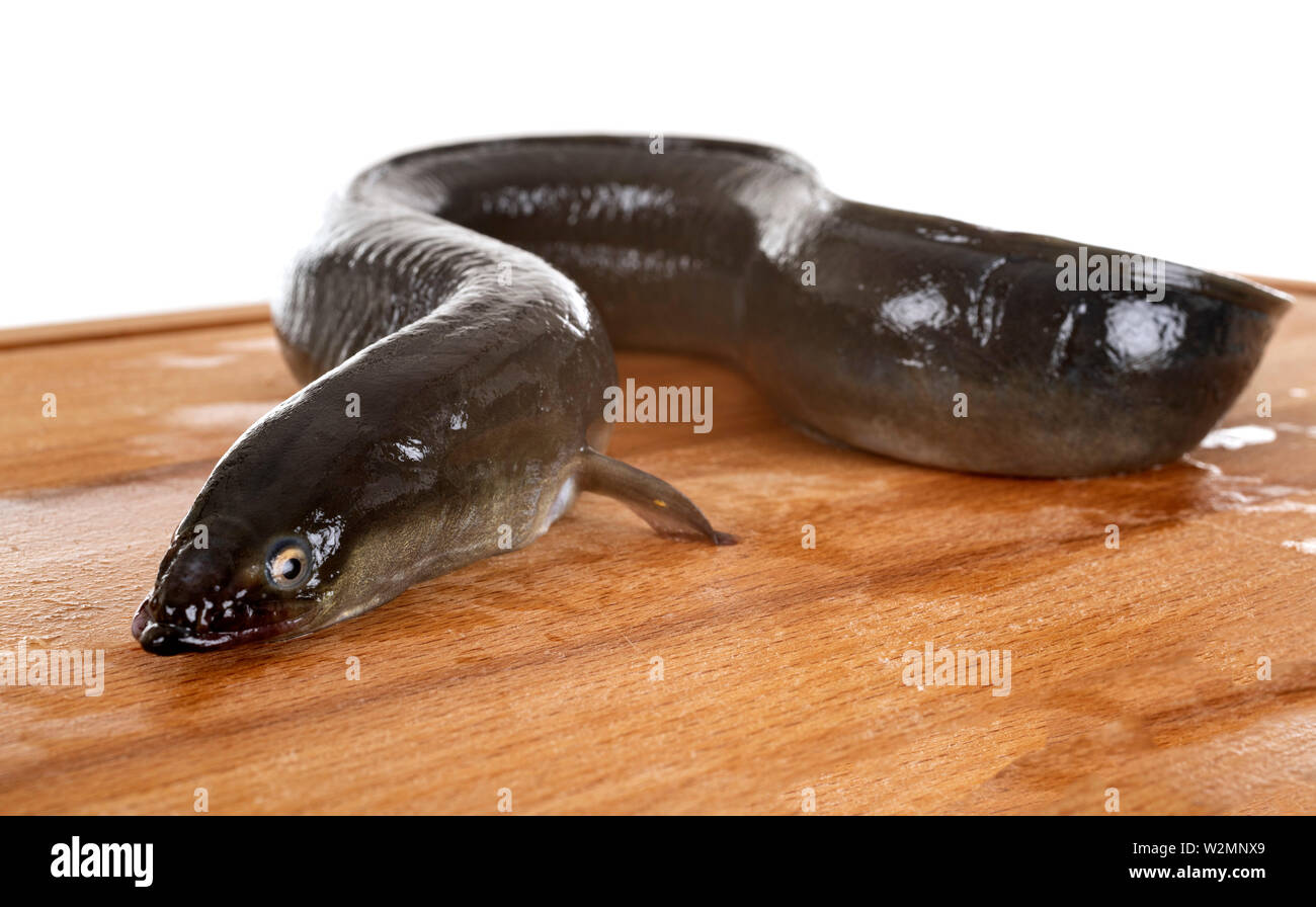 European eel in front of white background Stock Photo - Alamy