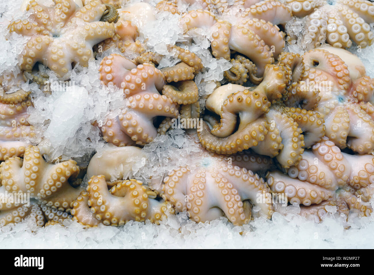Fresh octopus on ice at a fish market in Sydney, Australia Stock Photo ...