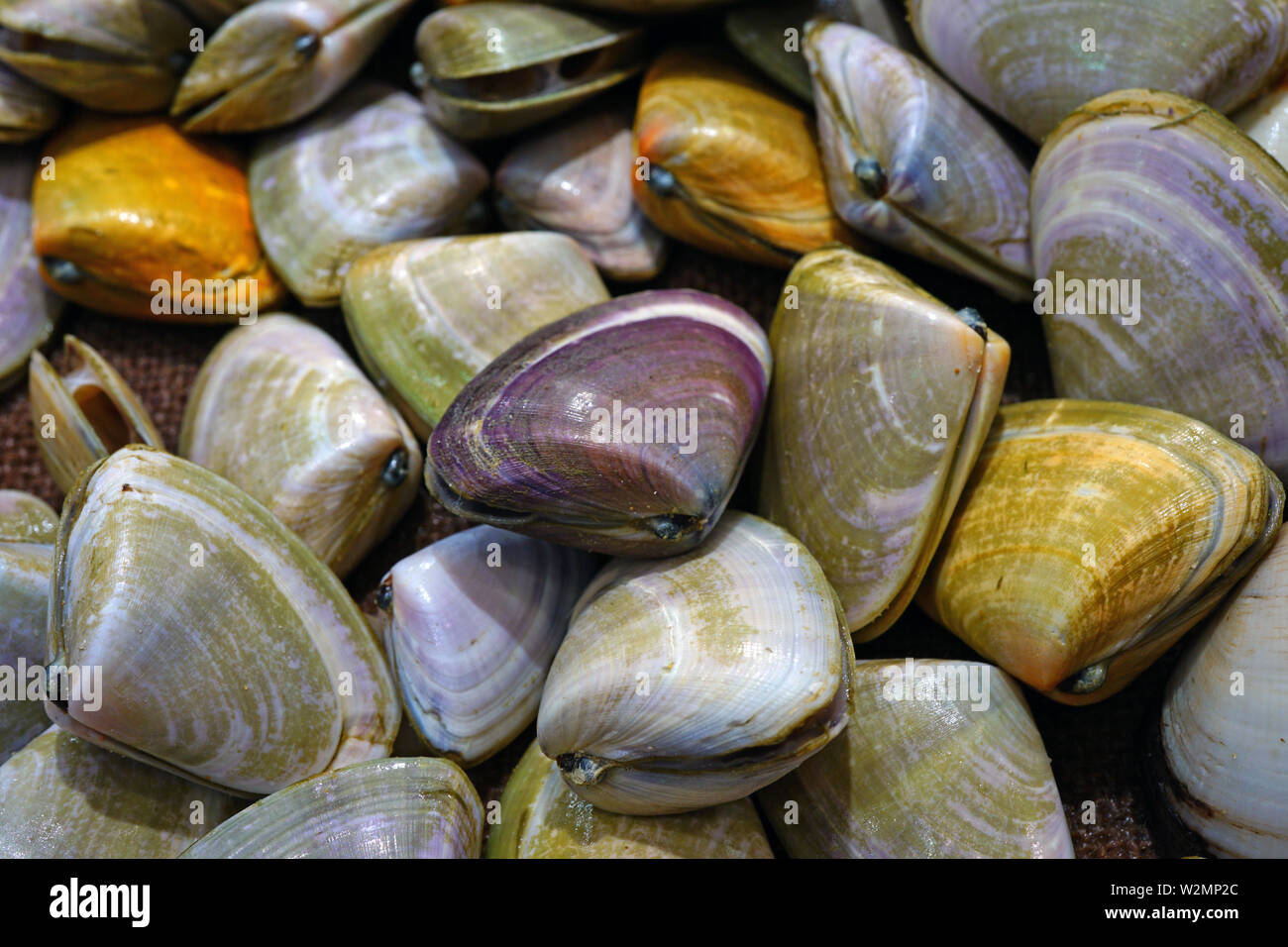 Fresh pipi shell (Paphies australis) for sale at a fish market in ...