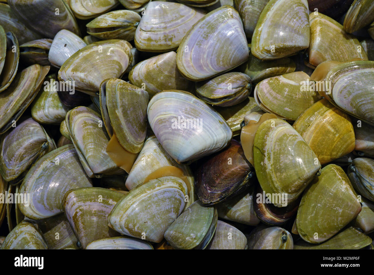 Fresh pipi shell (Paphies australis) for sale at a fish market in ...
