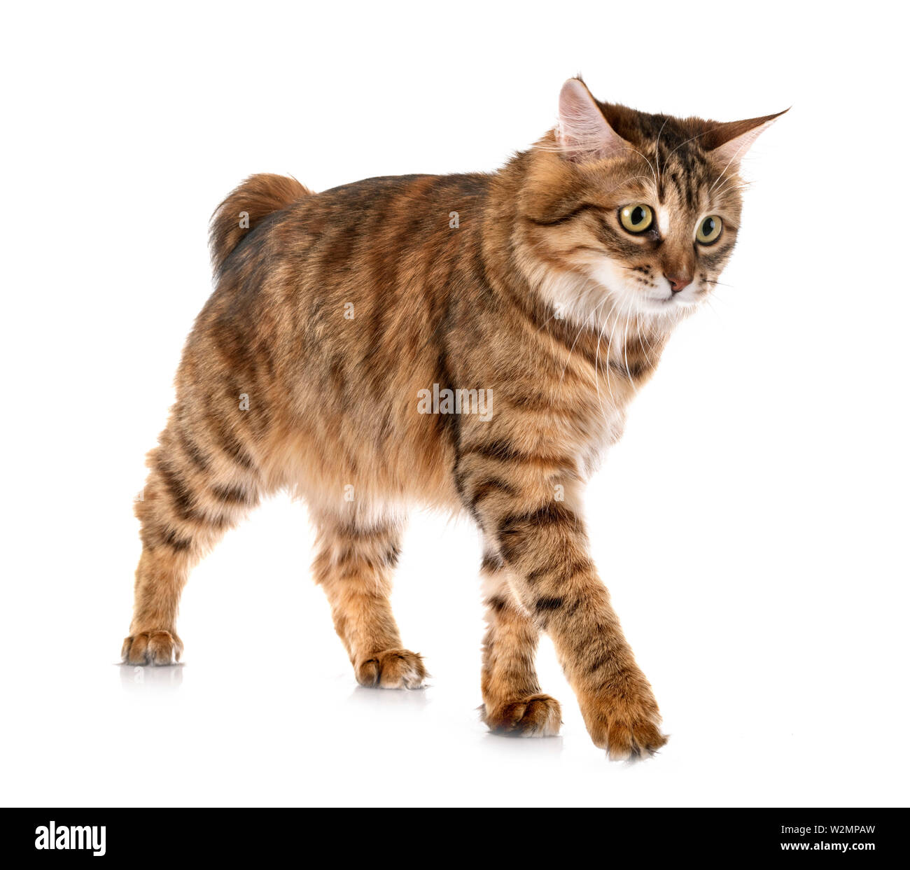 Bobtail kurilean hi-res stock photography and images - Alamy