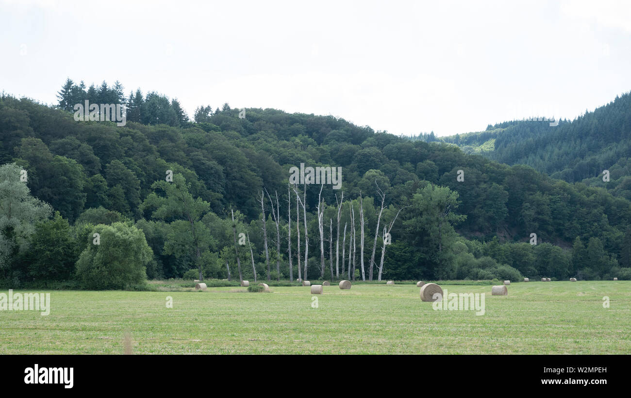 meadow with dead trees and hay bales in valley between La Roche and ...