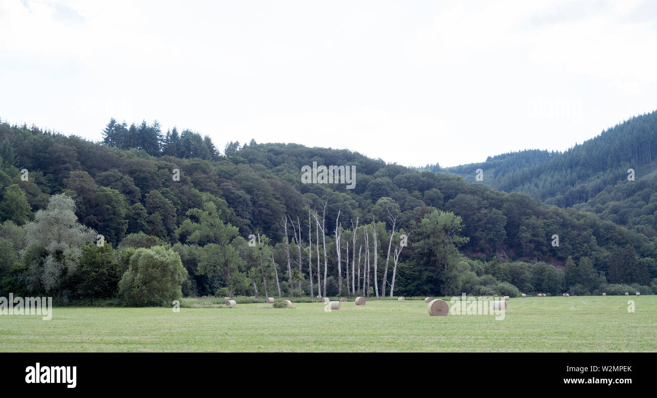 meadow with dead trees and hay bales in valley between La Roche and ...