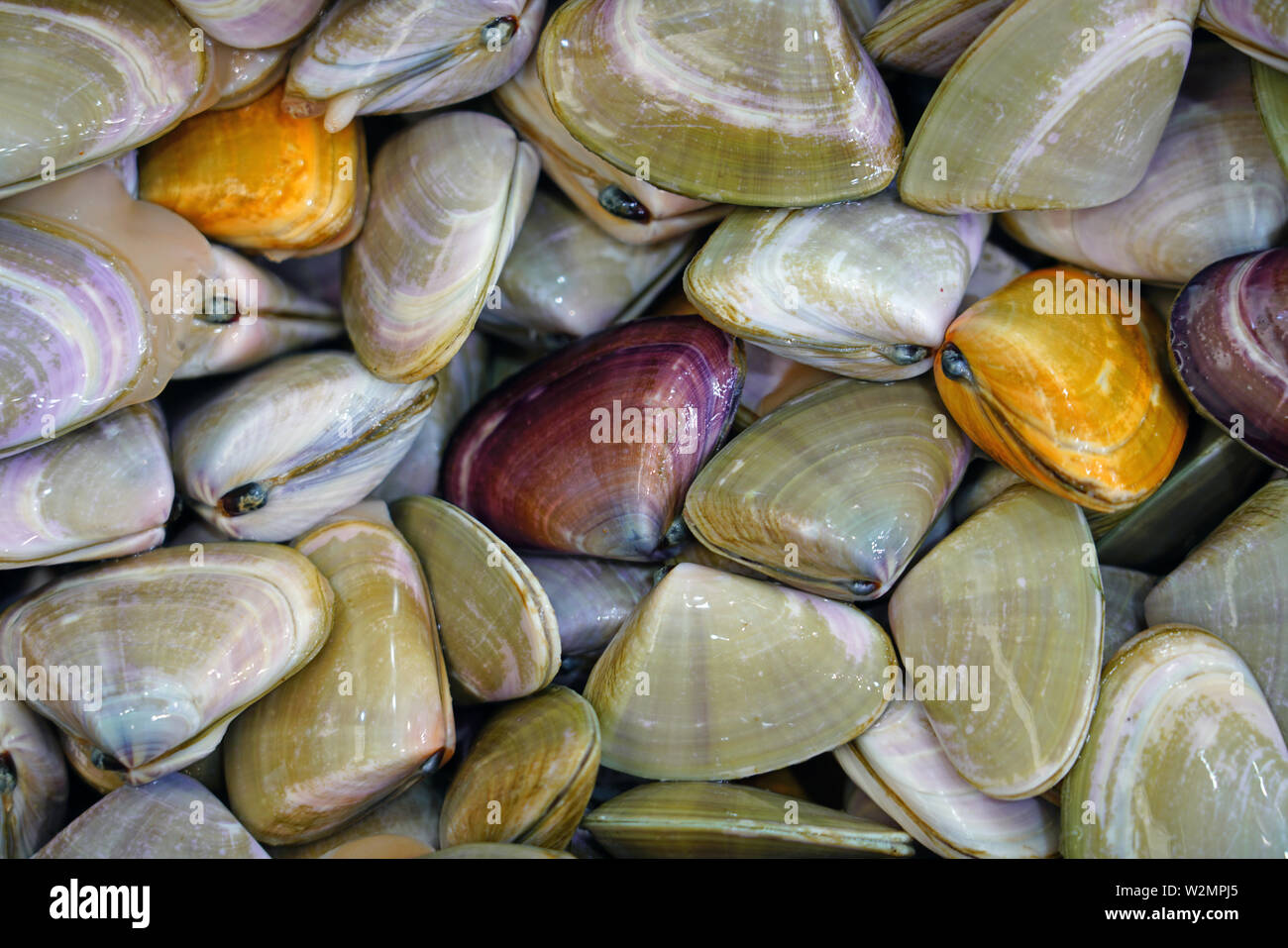 Fresh pipi shell (Paphies australis) for sale at a fish market in ...