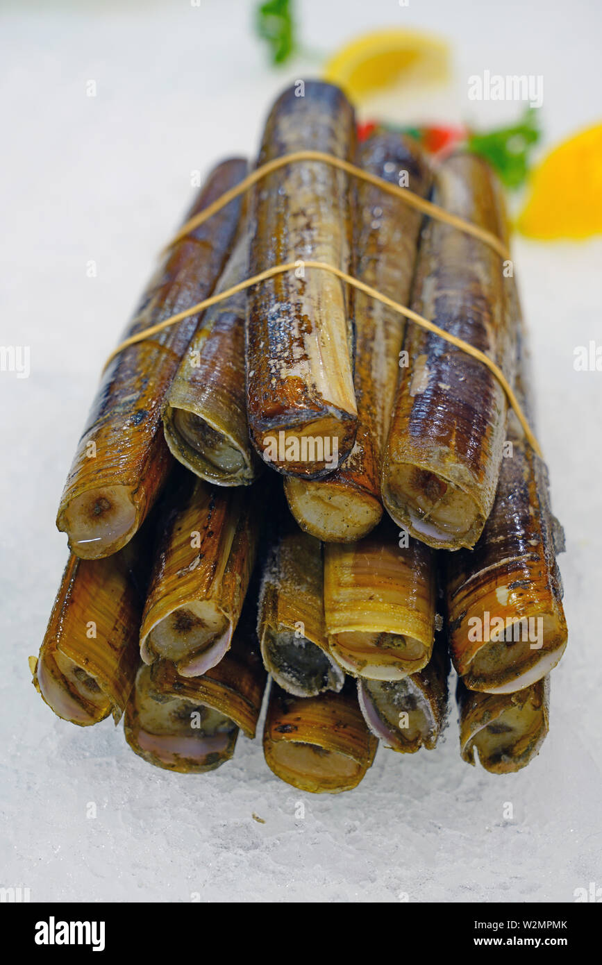 Fresh razor clams at a fish market in Sydney, Australia Stock Photo - Alamy