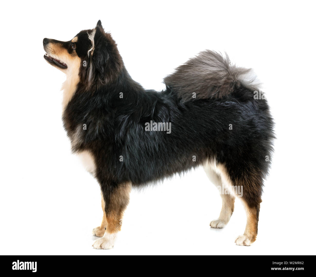 Finnish Lapphund in front of white background Stock Photo - Alamy